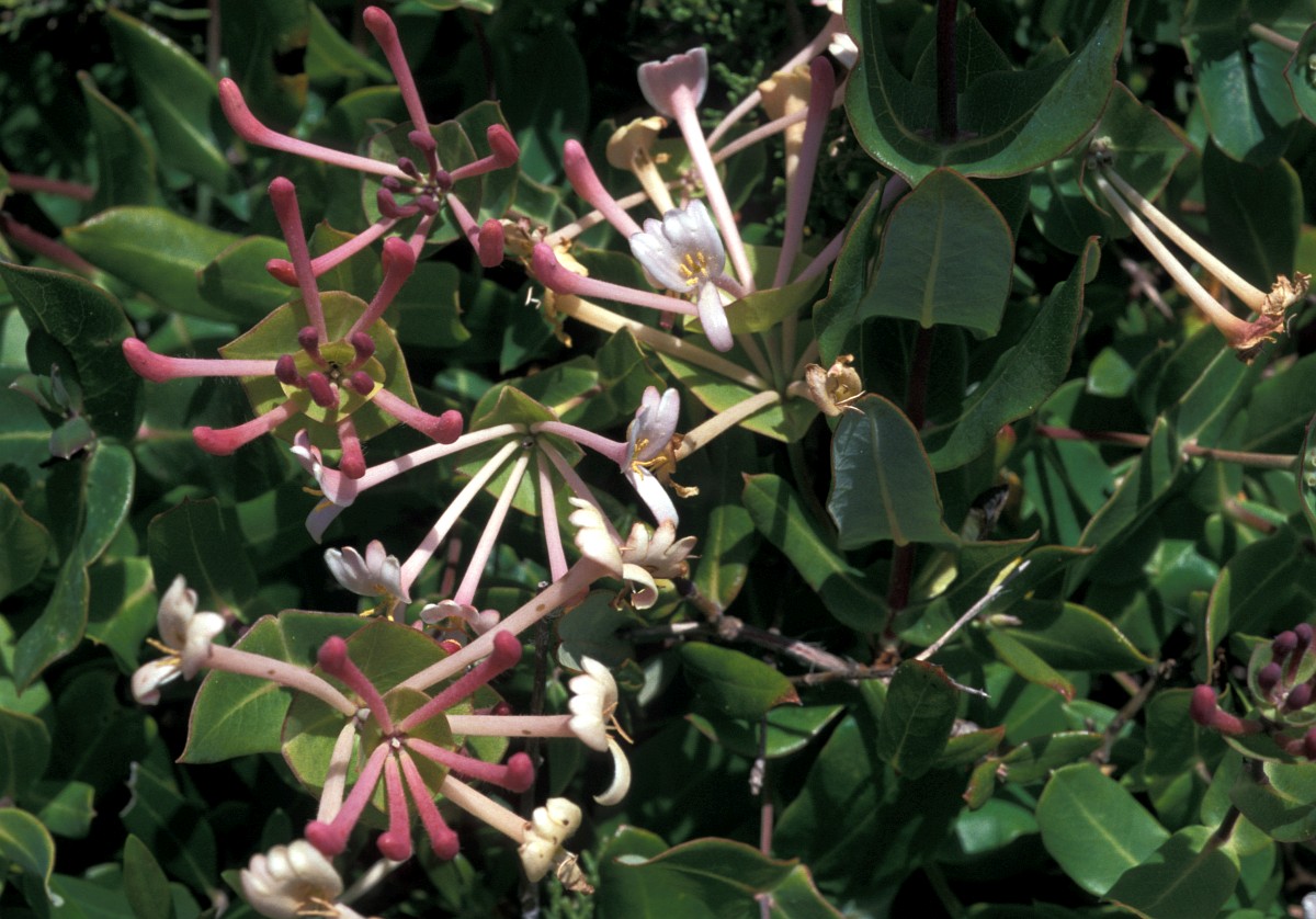 Lonicera implexa, Evergreen Honeysuckle