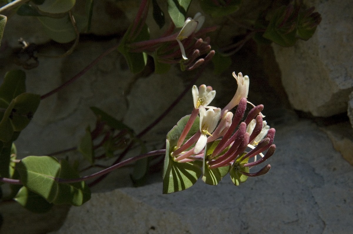 Lonicera implexa, Evergreen Honeysuckle