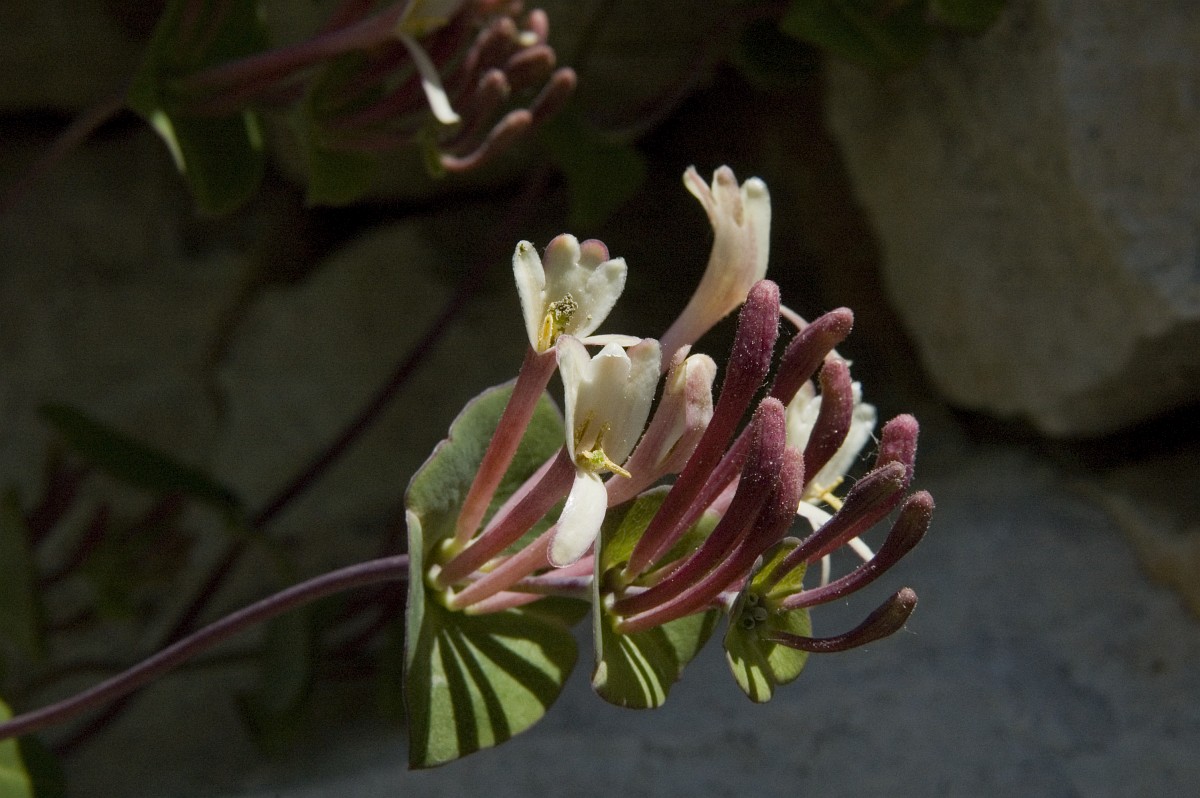 Lonicera implexa, Evergreen Honeysuckle