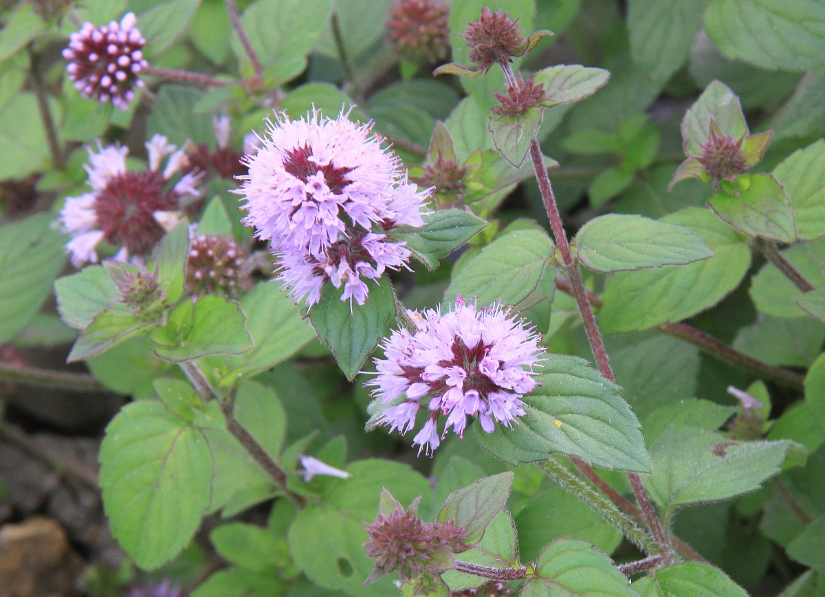 Mentha aquatica, Water Mint