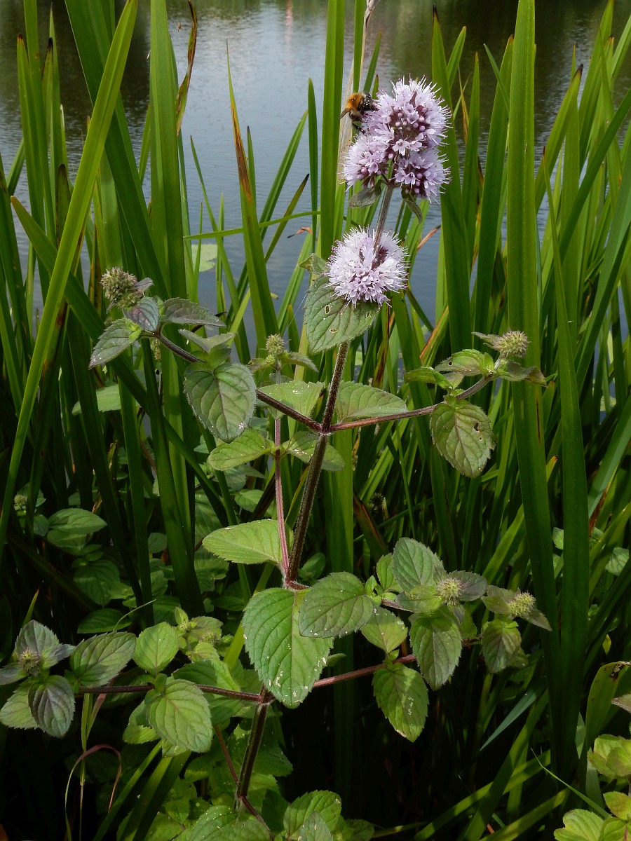 Mentha aquatica, Water Mint