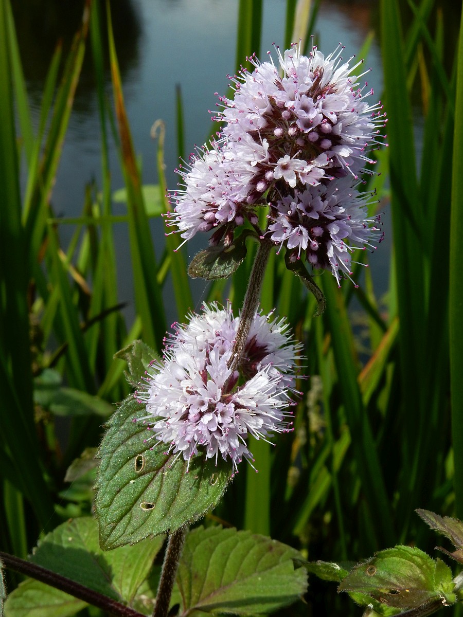Mentha aquatica, Water Mint