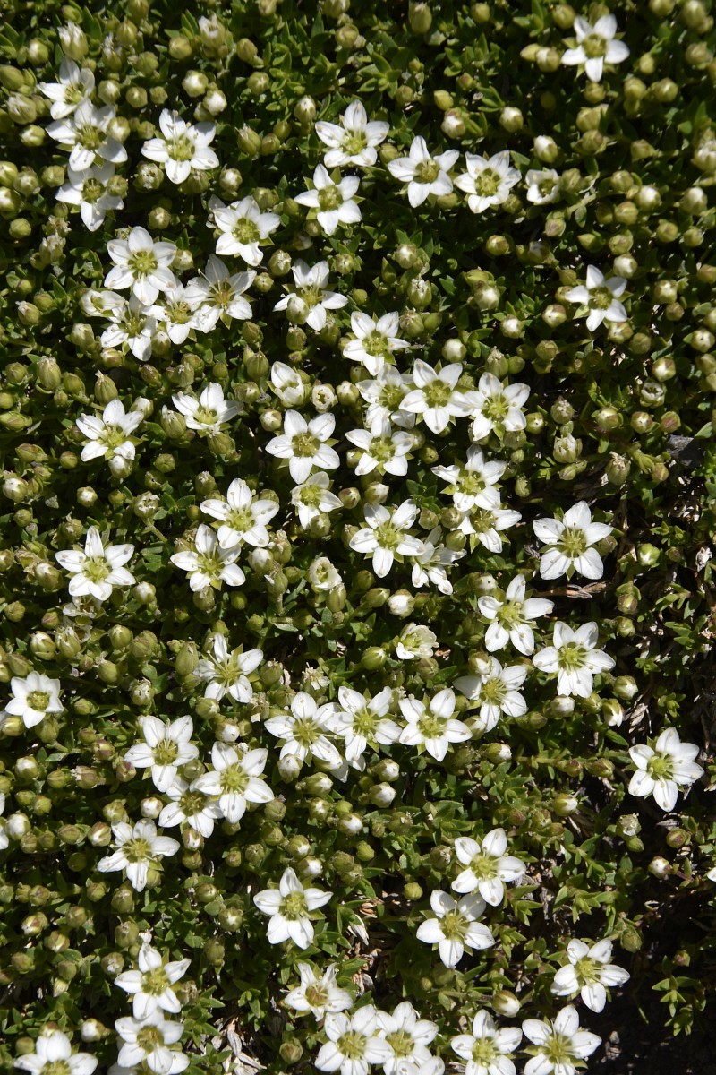 Minuartia rupestris