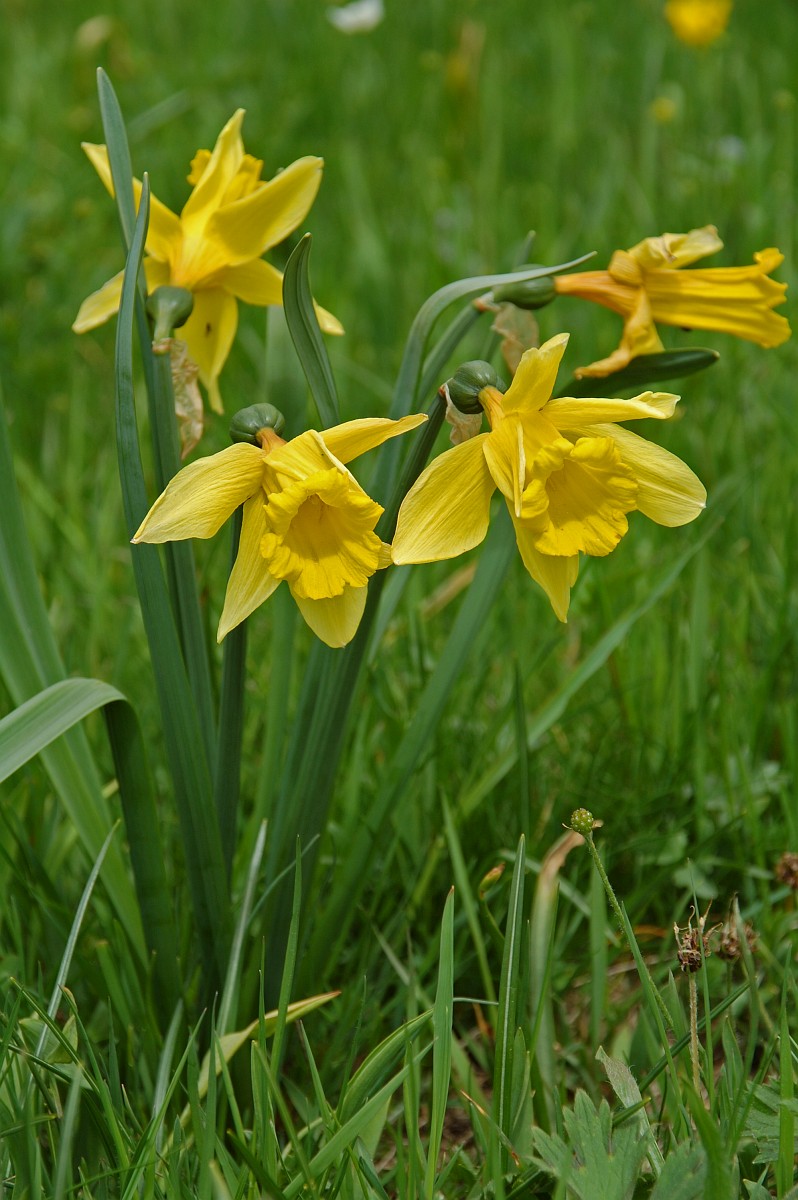 Narcissus pseudonarcissus, Daffodil