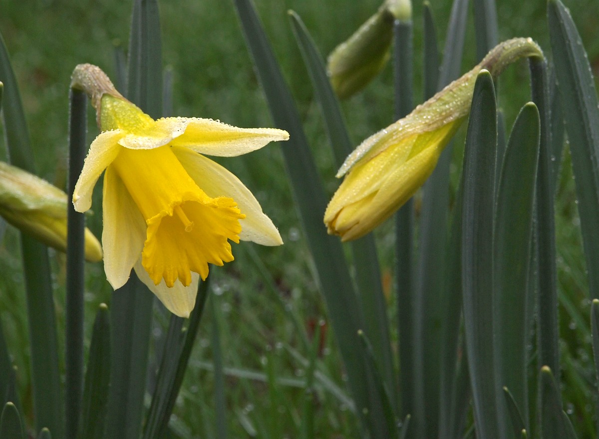 Narcissus pseudonarcissus, Daffodil