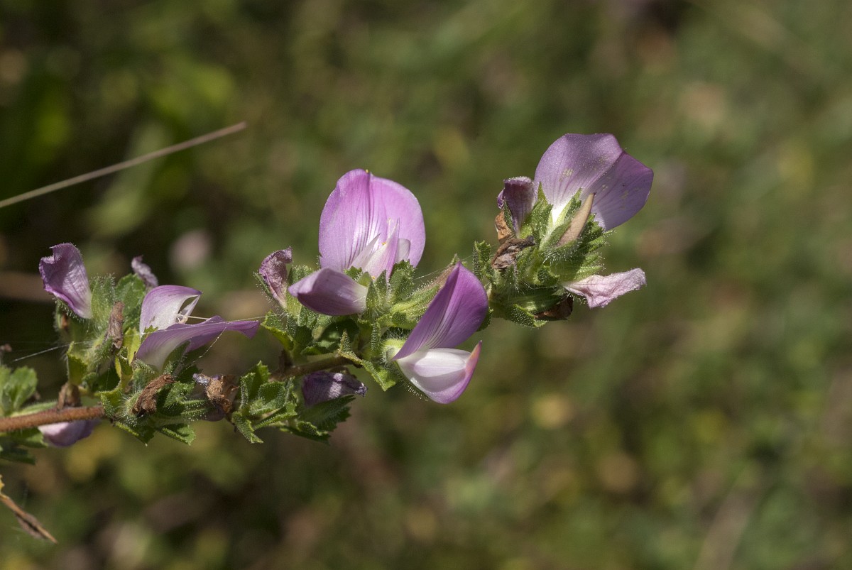 Ononis repens, Common Restharrow