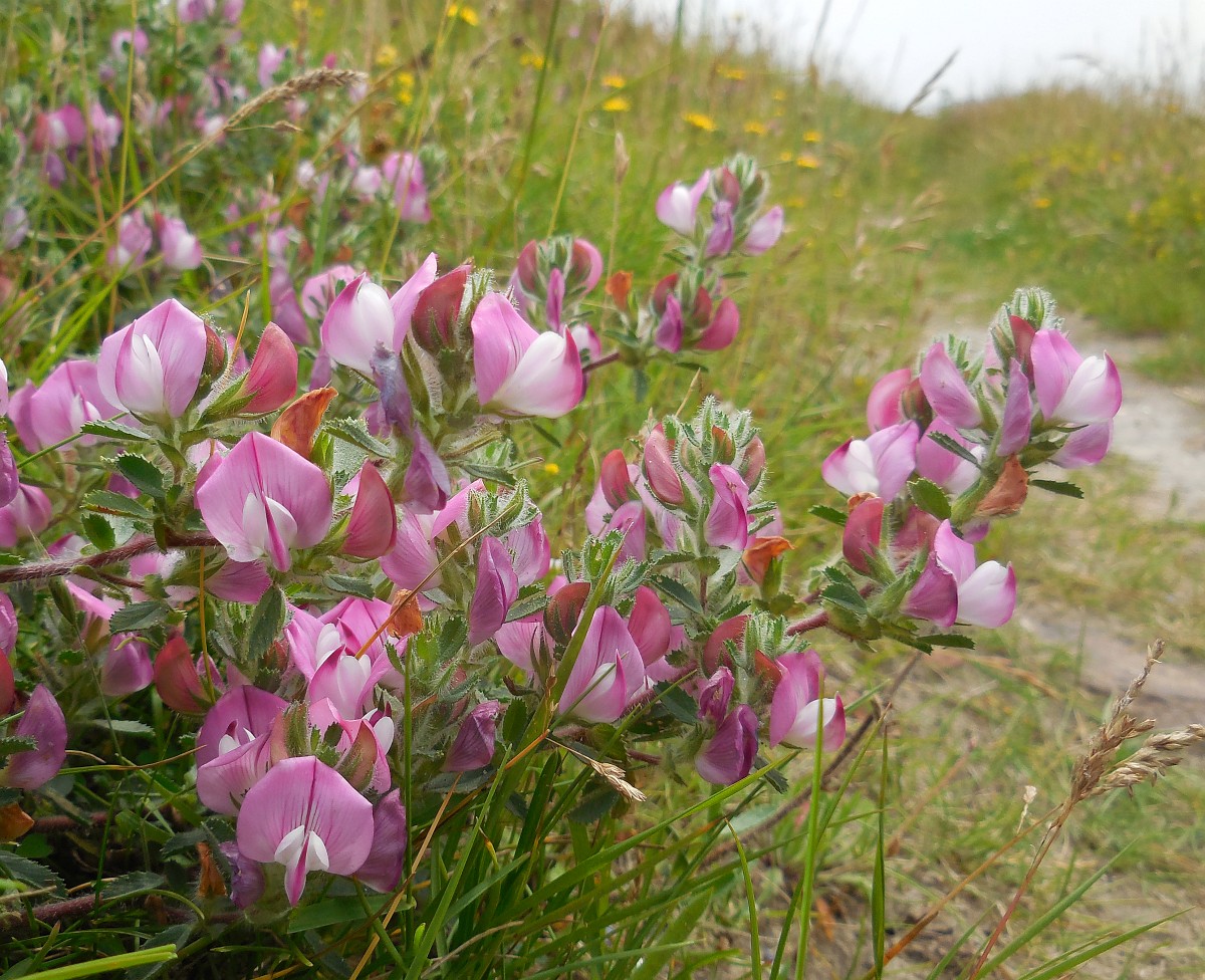 Ononis repens, Common Restharrow