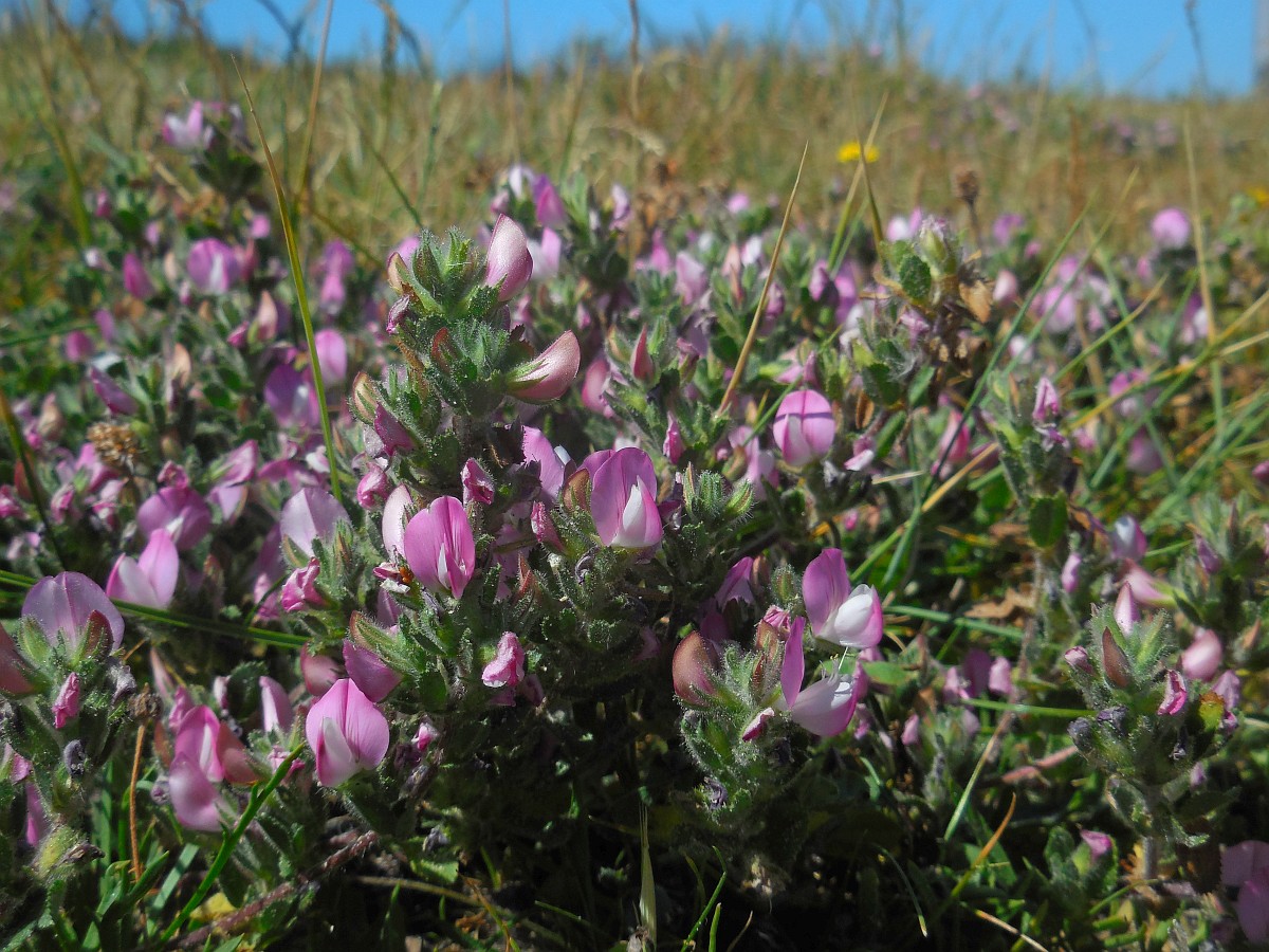 Ononis repens, Common Restharrow