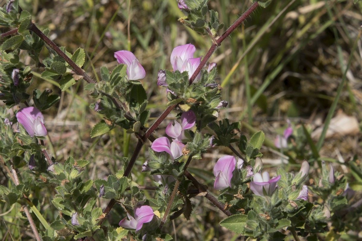 Ononis repens, Common Restharrow