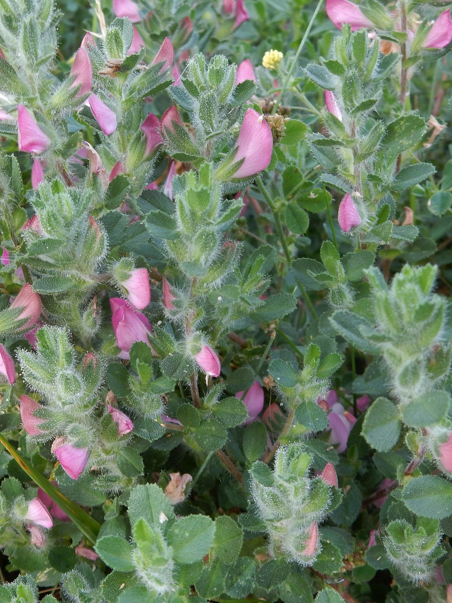Ononis repens, Common Restharrow