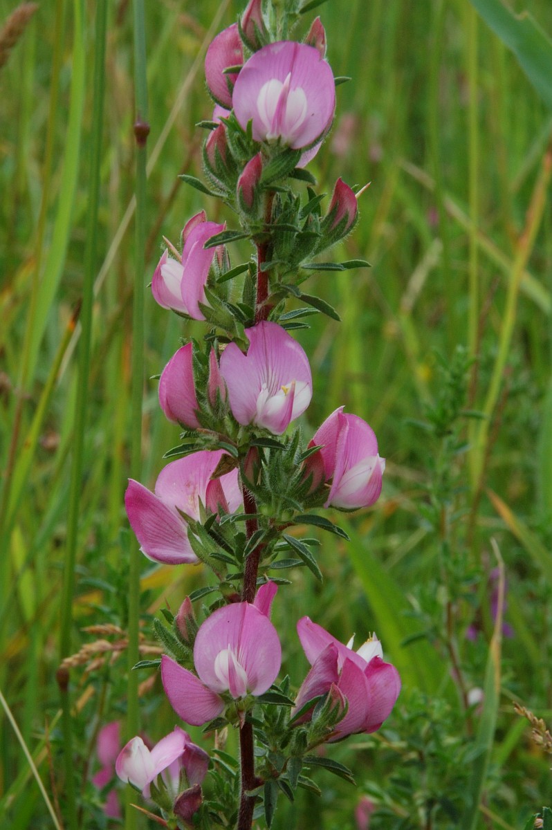 Ononis repens, Common Restharrow