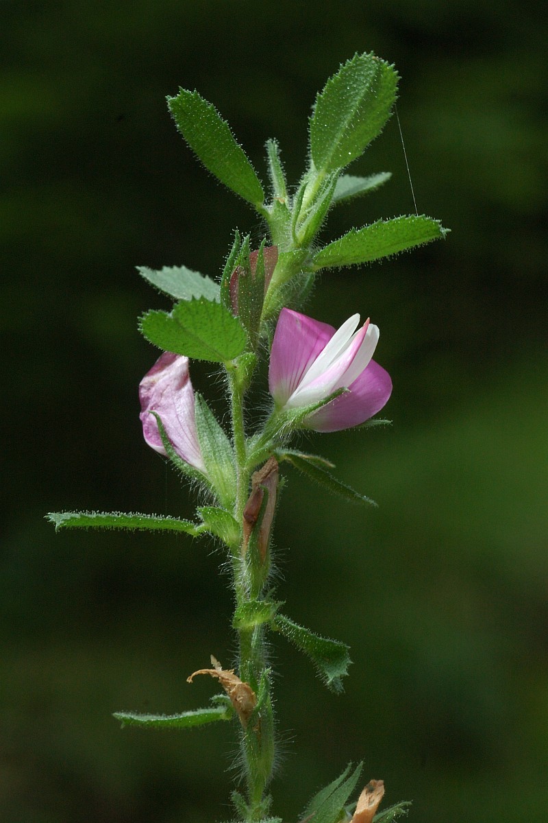 Ononis repens, Common Restharrow