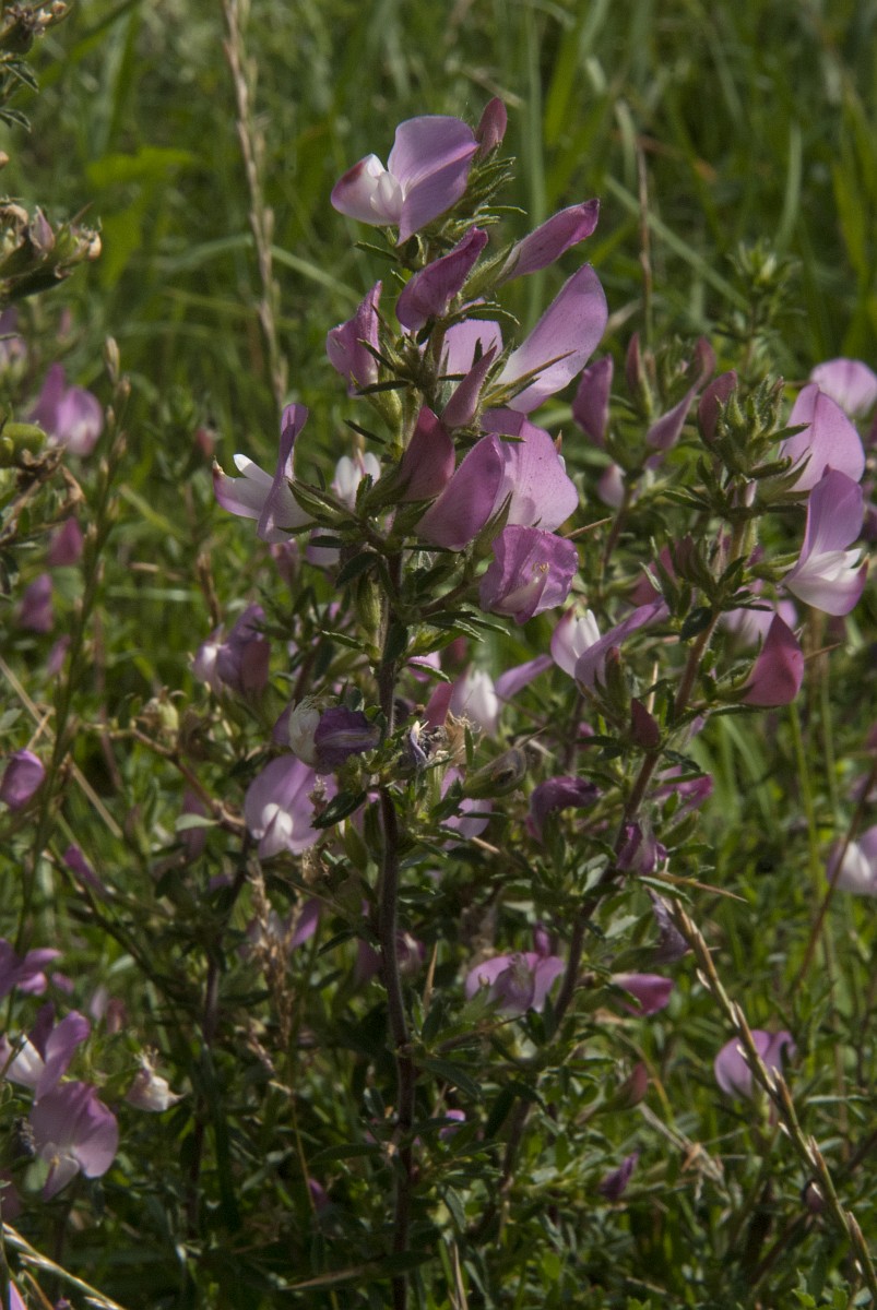 Ononis repens, Common Restharrow