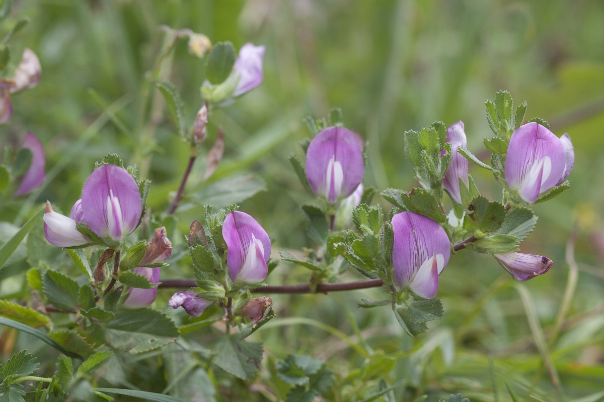 Ononis repens, Common Restharrow