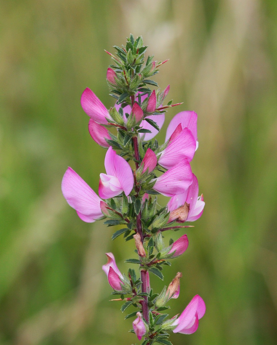 Ononis repens, Common Restharrow