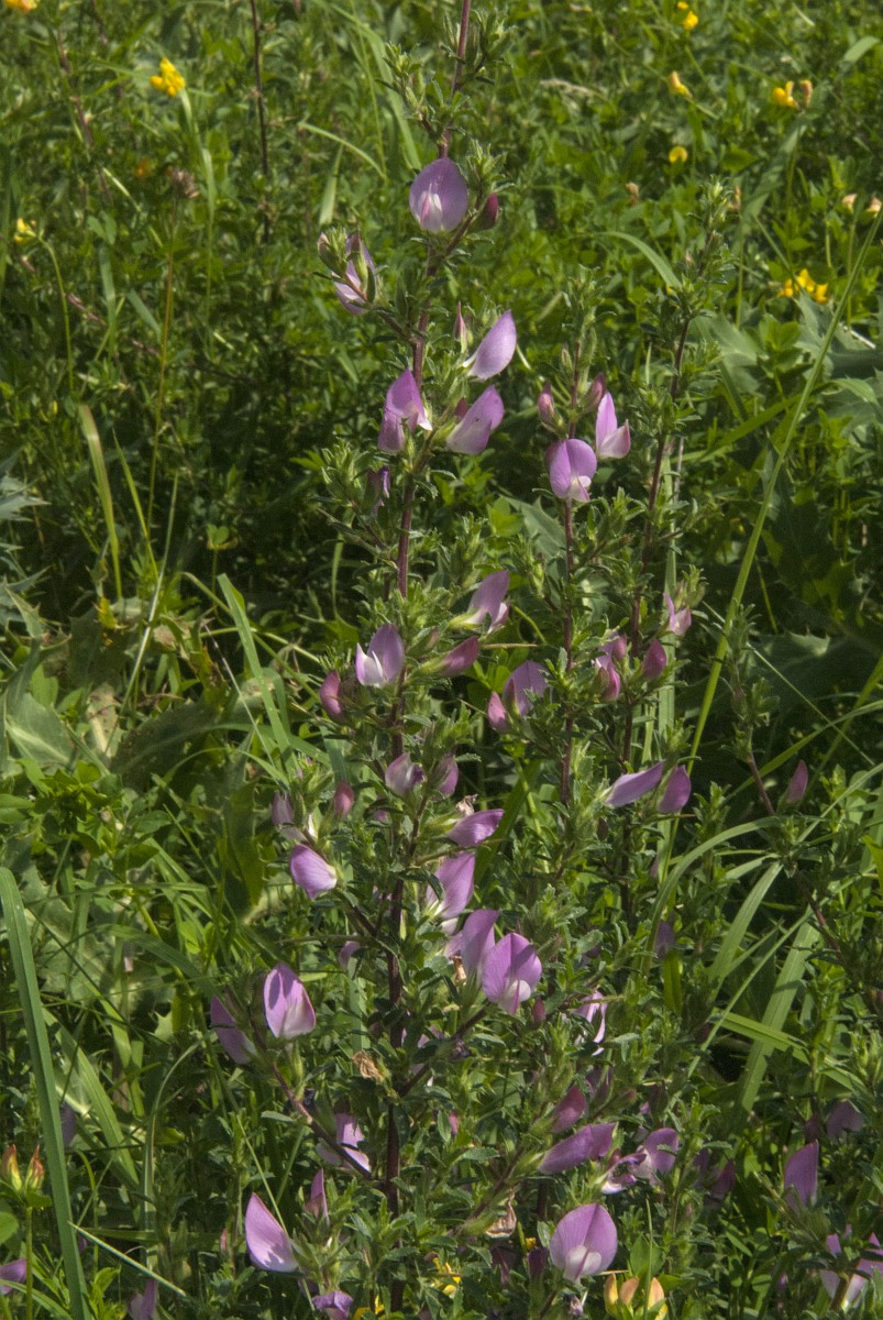 Ononis repens, Common Restharrow