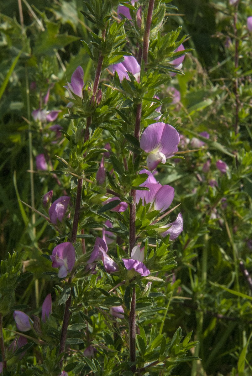 Ononis repens, Common Restharrow
