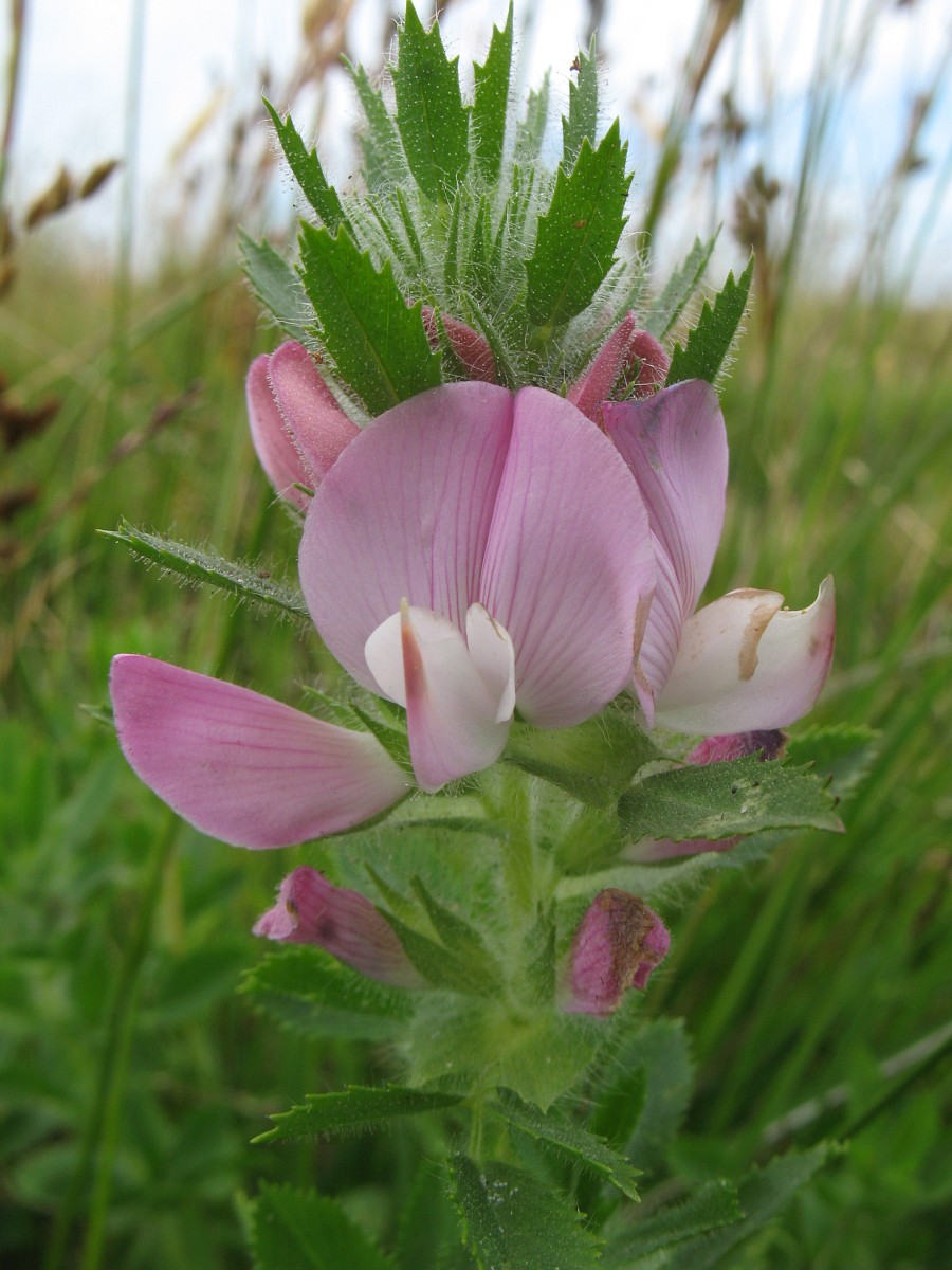 Ononis repens, Common Restharrow