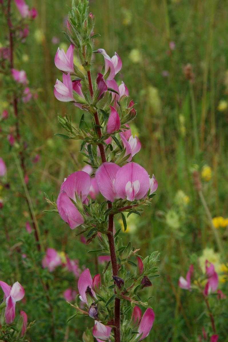 Ononis spinosa, Spiny Restharrow