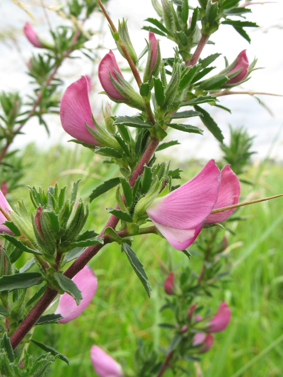 Ononis spinosa, Spiny Restharrow
