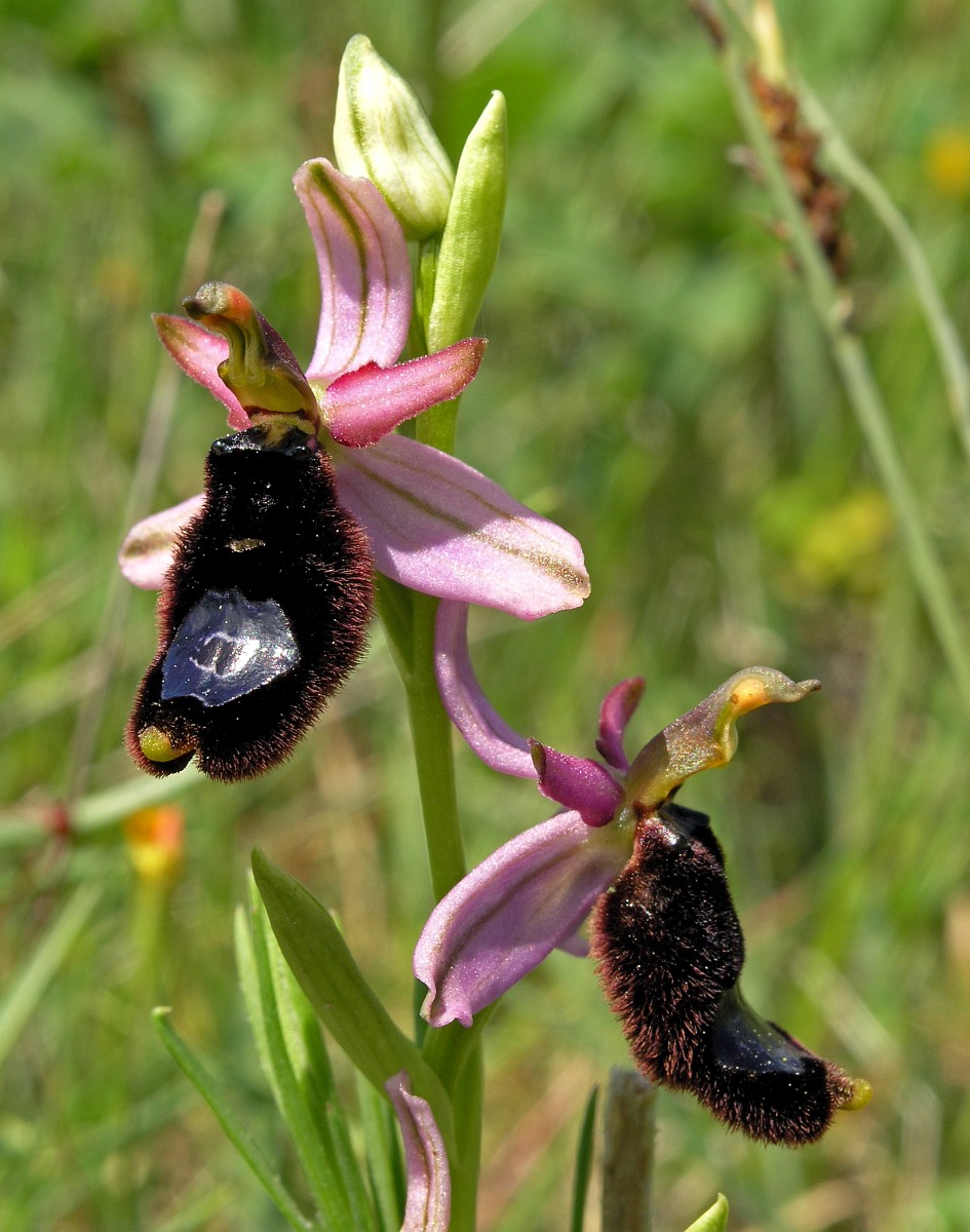 Ophrys bertolonii, Bertoloni's Bee Orchid