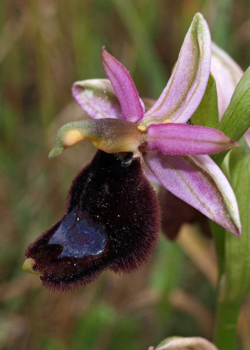 Ophrys bertolonii, Bertoloni's Bee Orchid