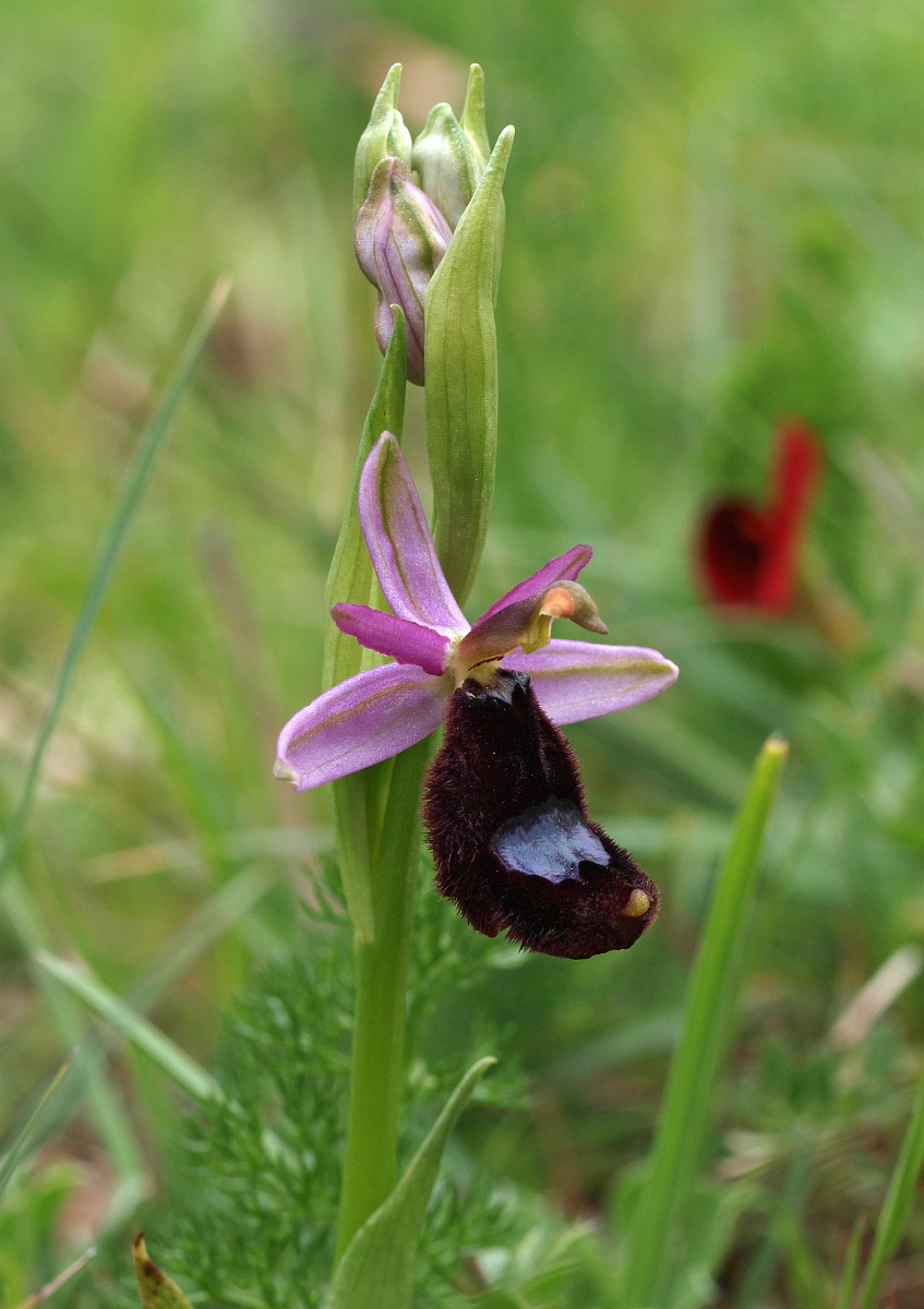 Ophrys bertolonii, Bertoloni's Bee Orchid
