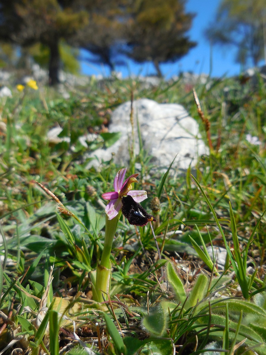 Ophrys bertolonii, Bertoloni's Bee Orchid