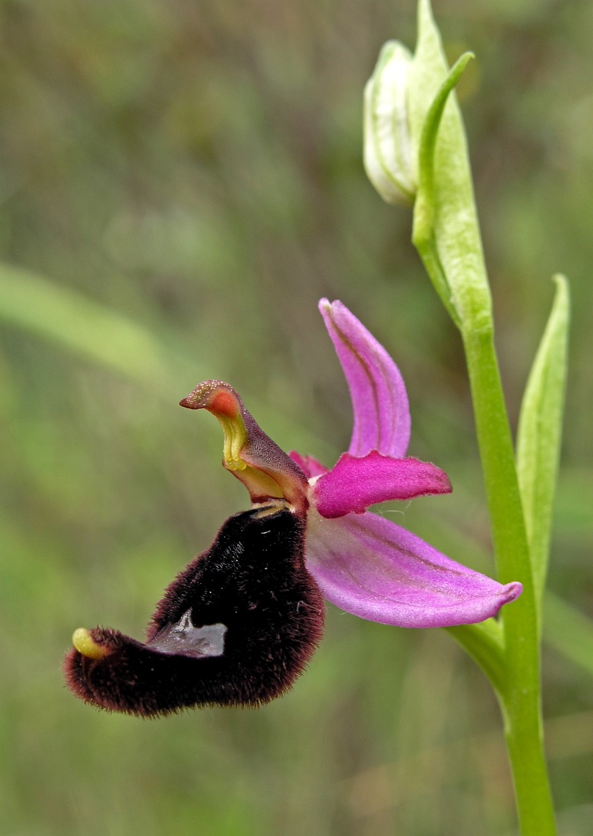 Ophrys bertolonii, Bertoloni's Bee Orchid