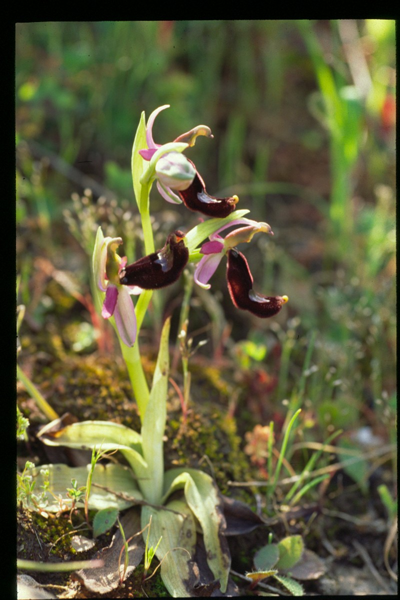 Ophrys bertolonii, Bertoloni's Bee Orchid