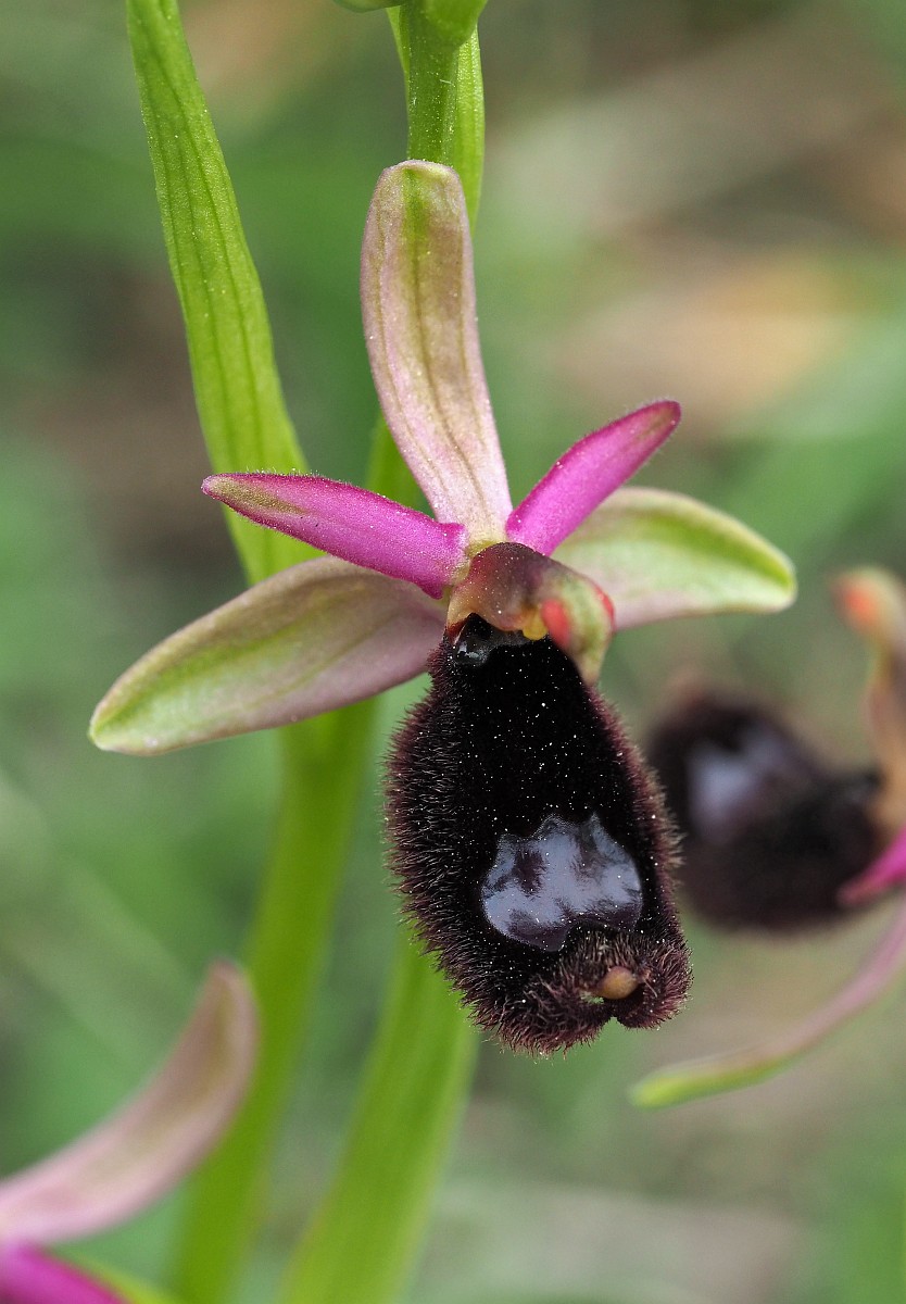 Ophrys bertolonii, Bertoloni's Bee Orchid