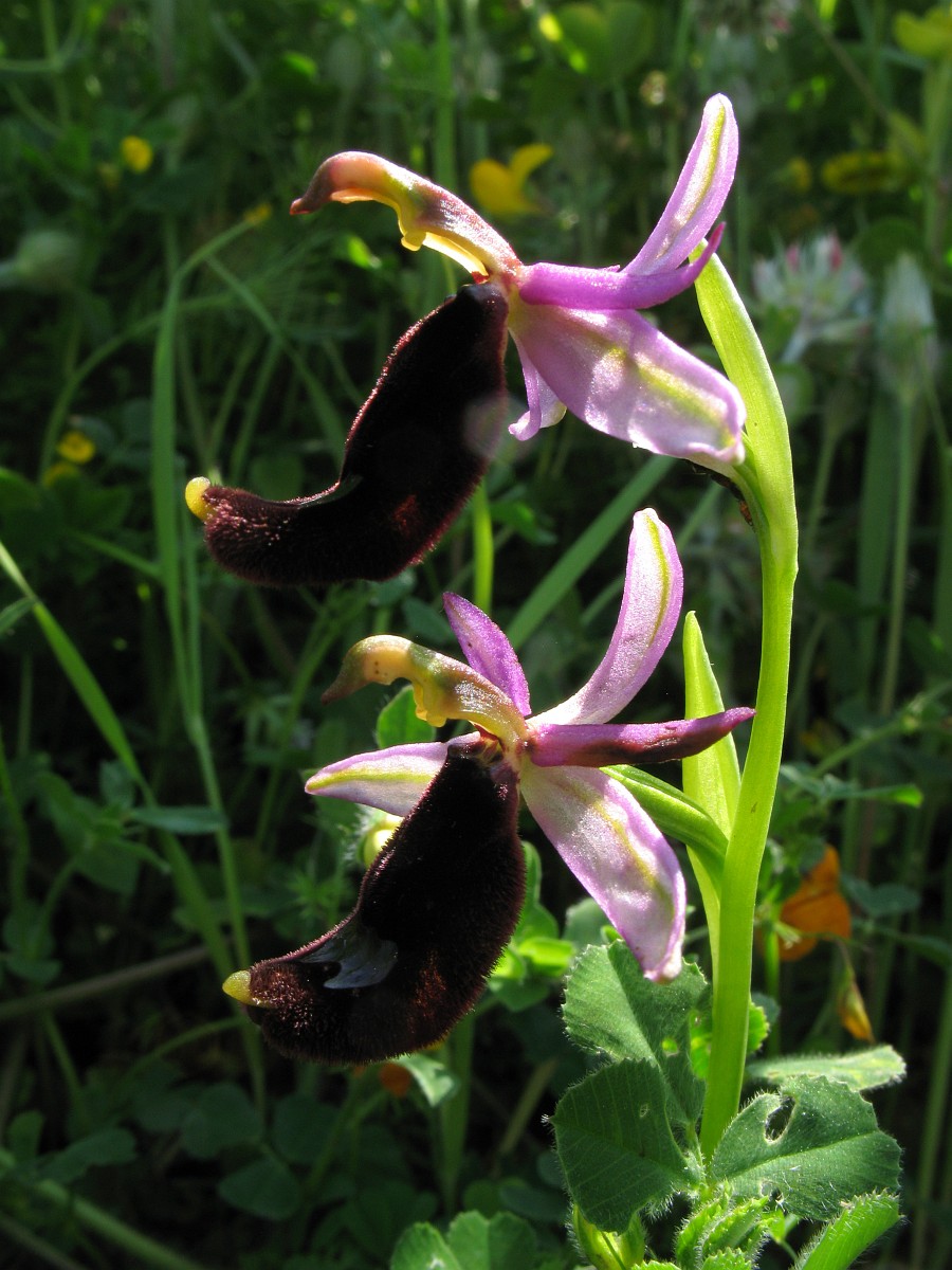 Ophrys bertolonii, Bertoloni's Bee Orchid