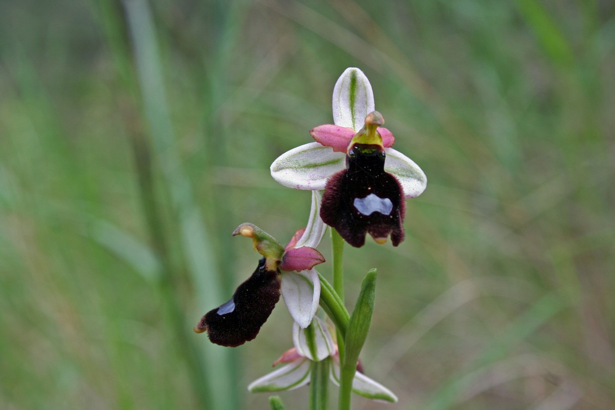 Ophrys bertolonii, Bertoloni's Bee Orchid