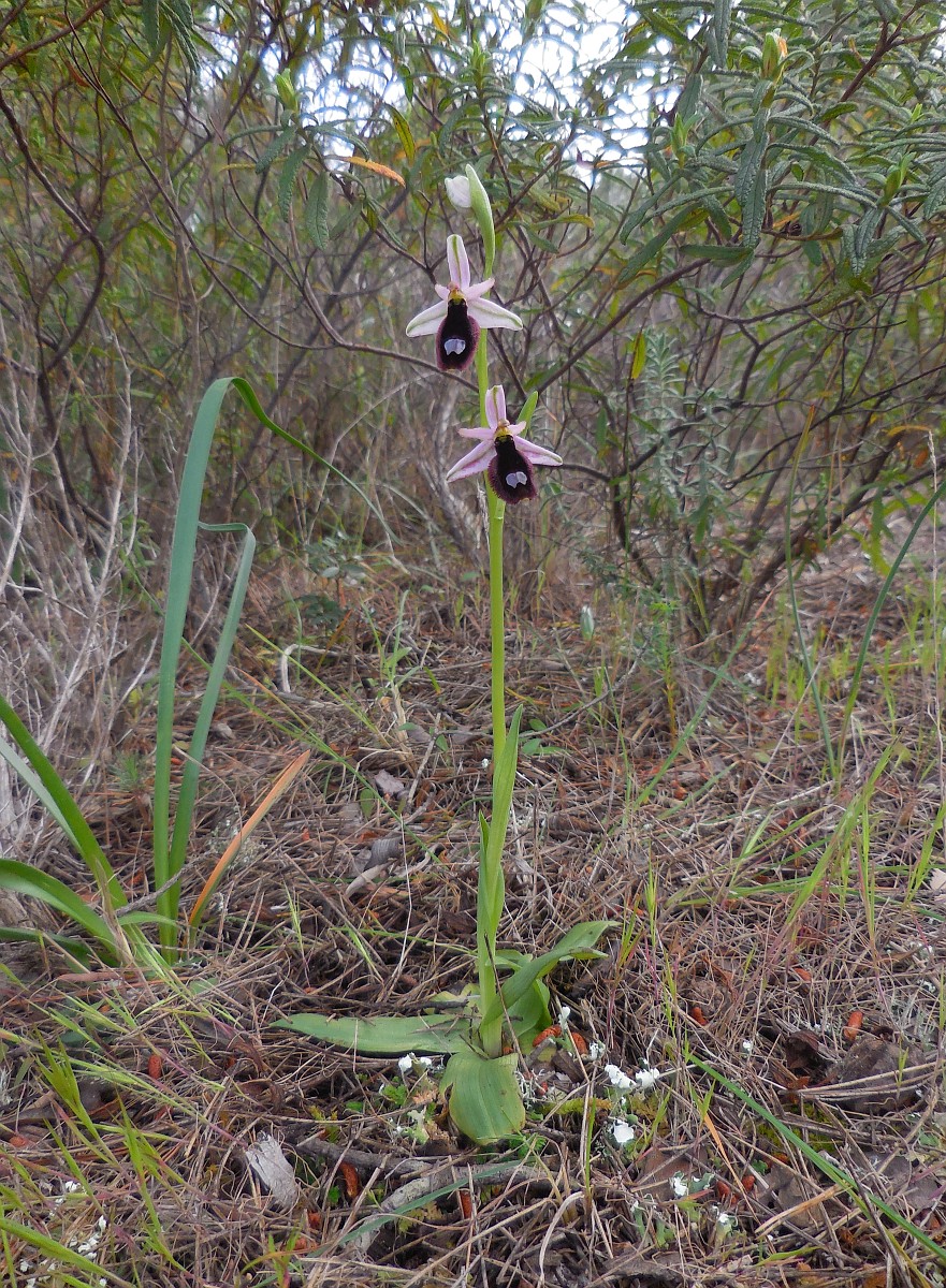 Ophrys bertolonii, Bertoloni's Bee Orchid