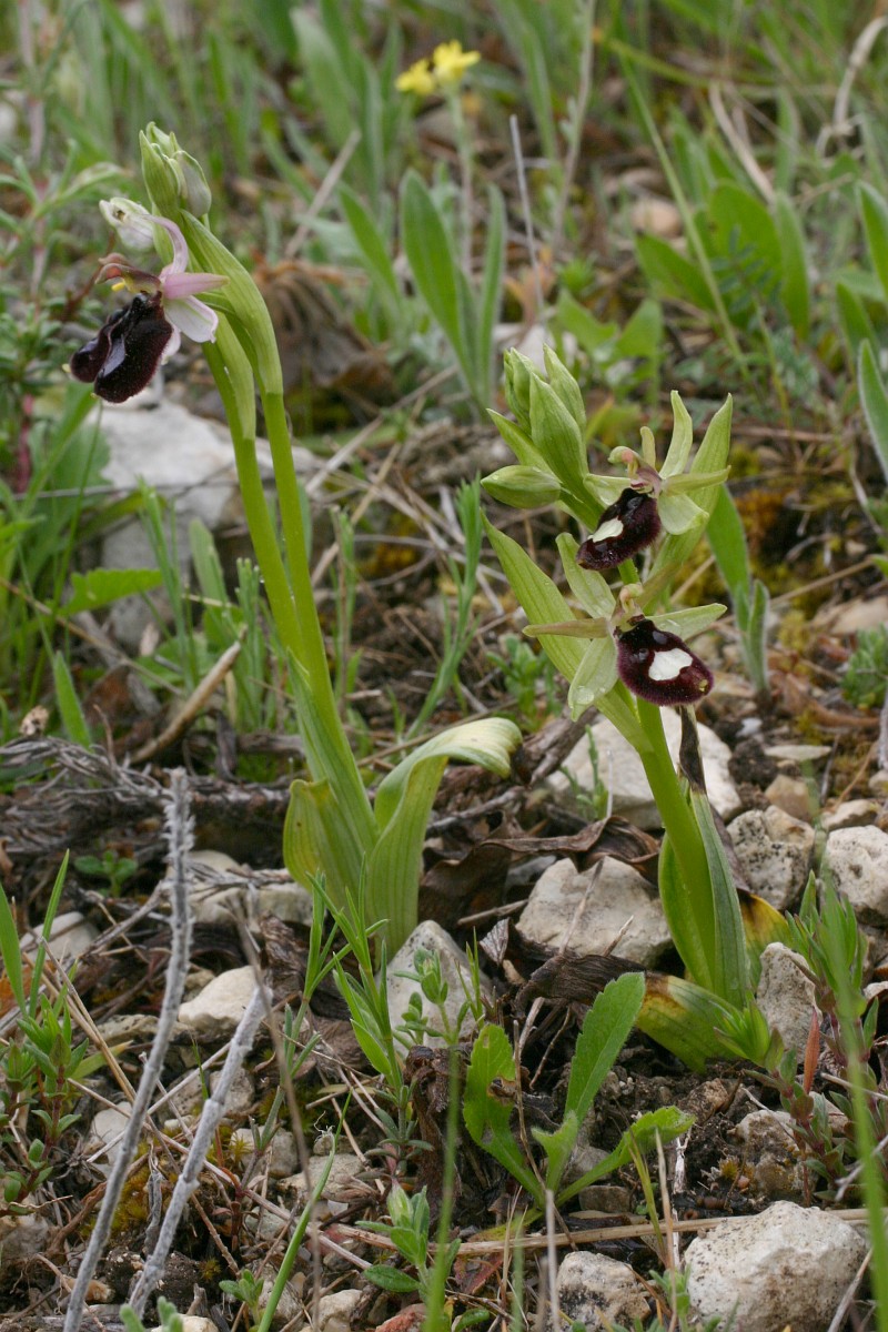 Ophrys bertolonii, Bertoloni's Bee Orchid