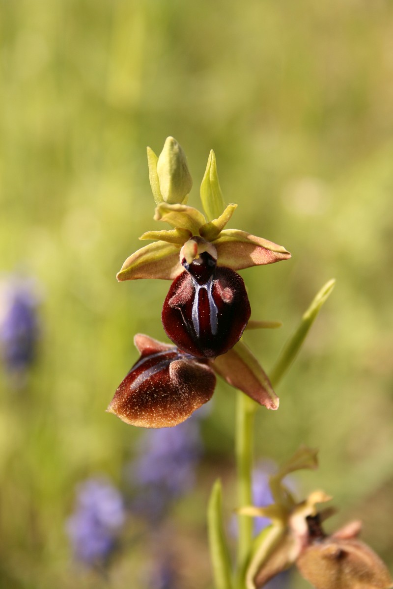 Ophrys mammosa