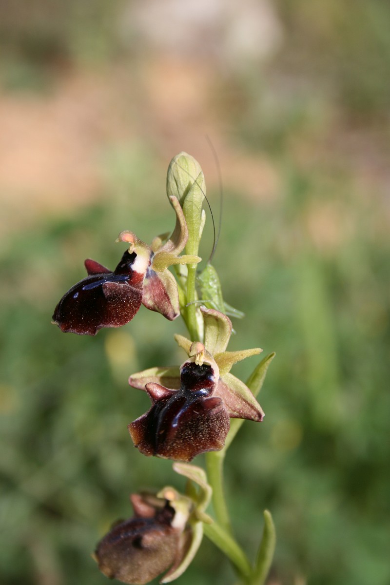 Ophrys mammosa