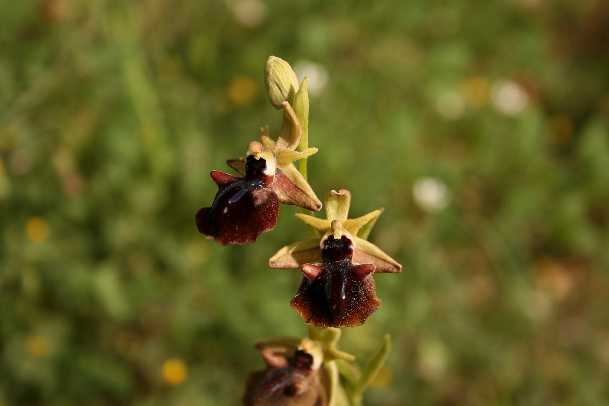 Ophrys mammosa