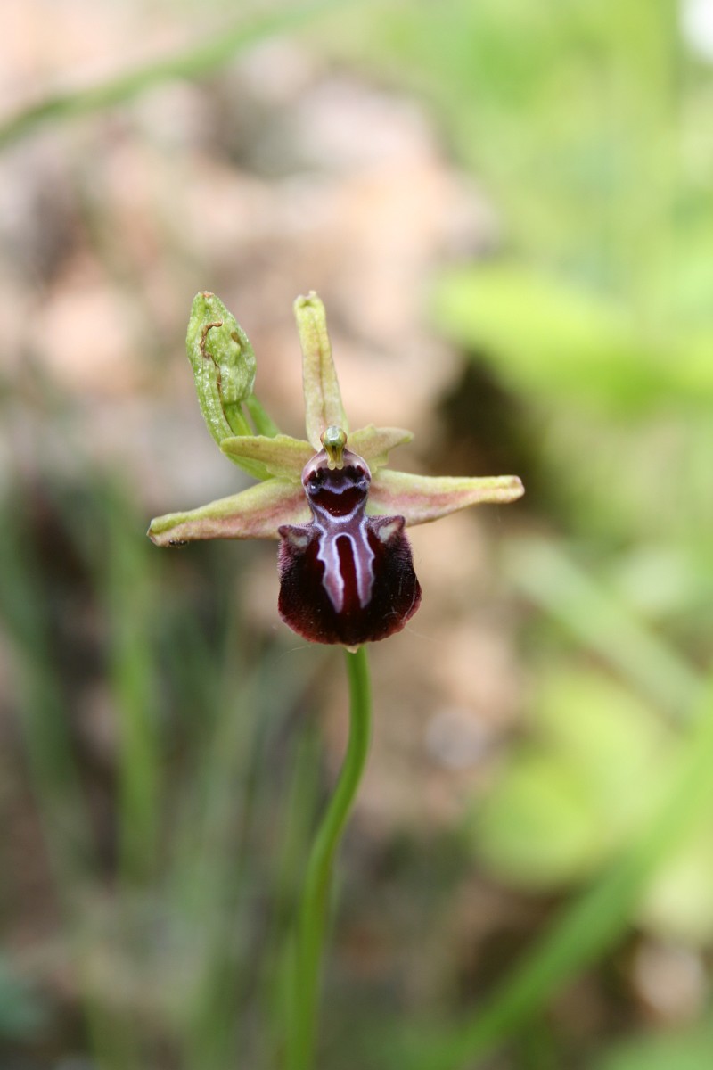 Ophrys mammosa