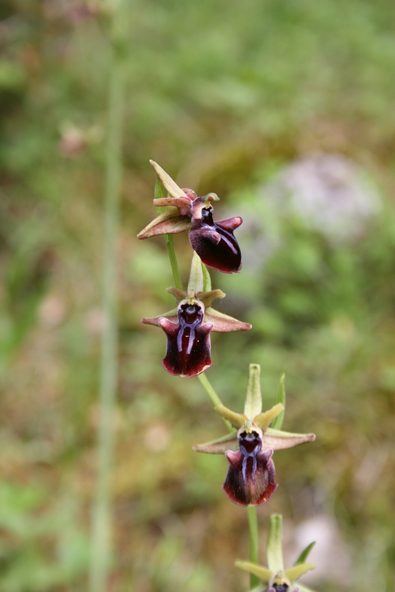 Ophrys mammosa