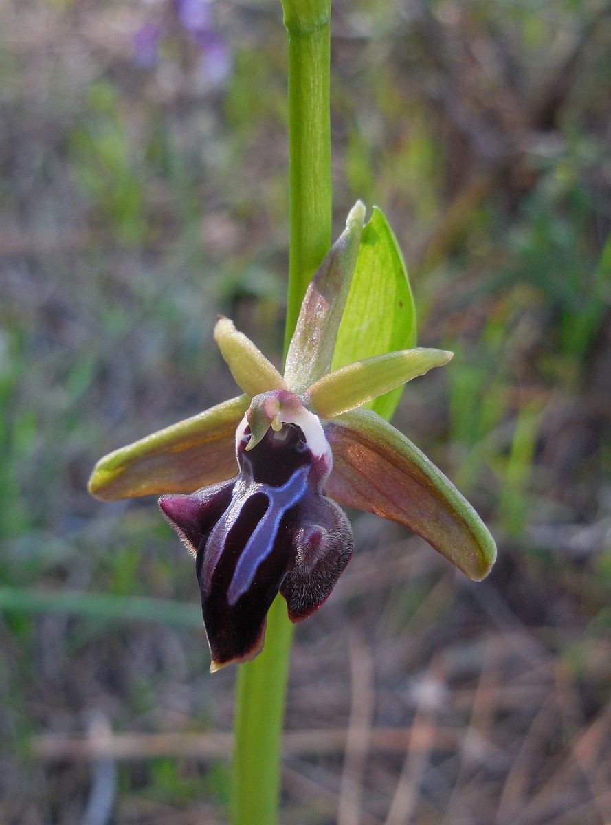 Ophrys mammosa