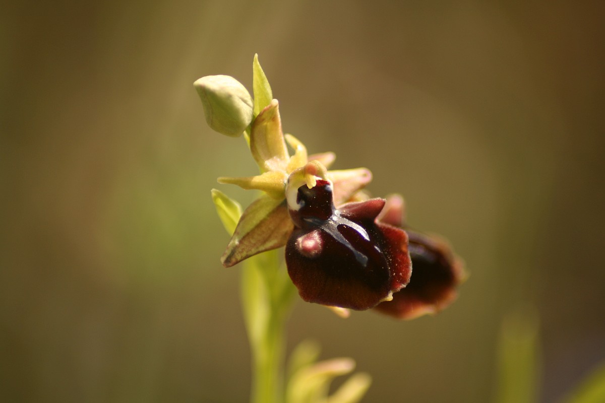 Ophrys mammosa