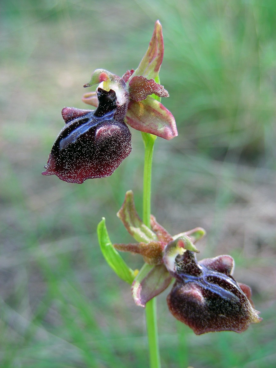 Ophrys mammosa
