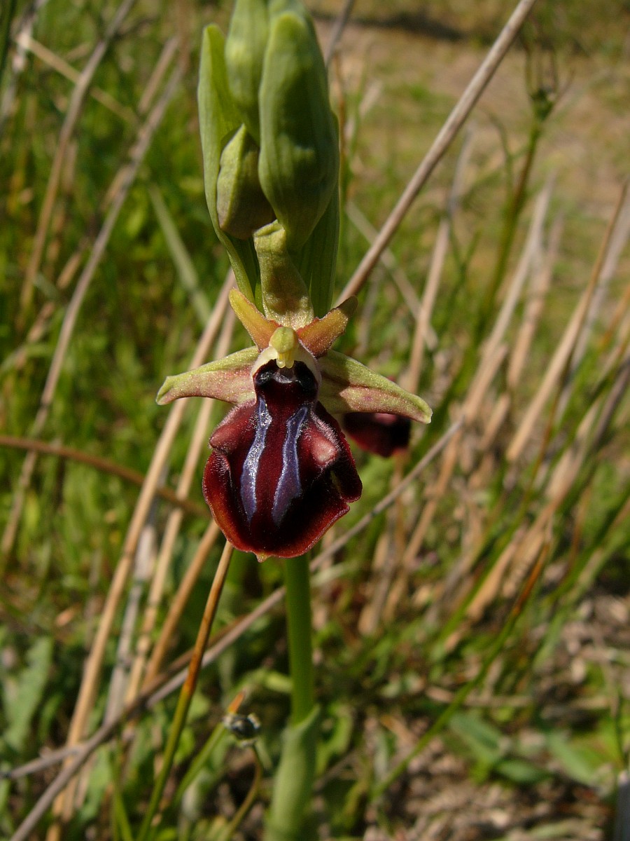 Ophrys mammosa