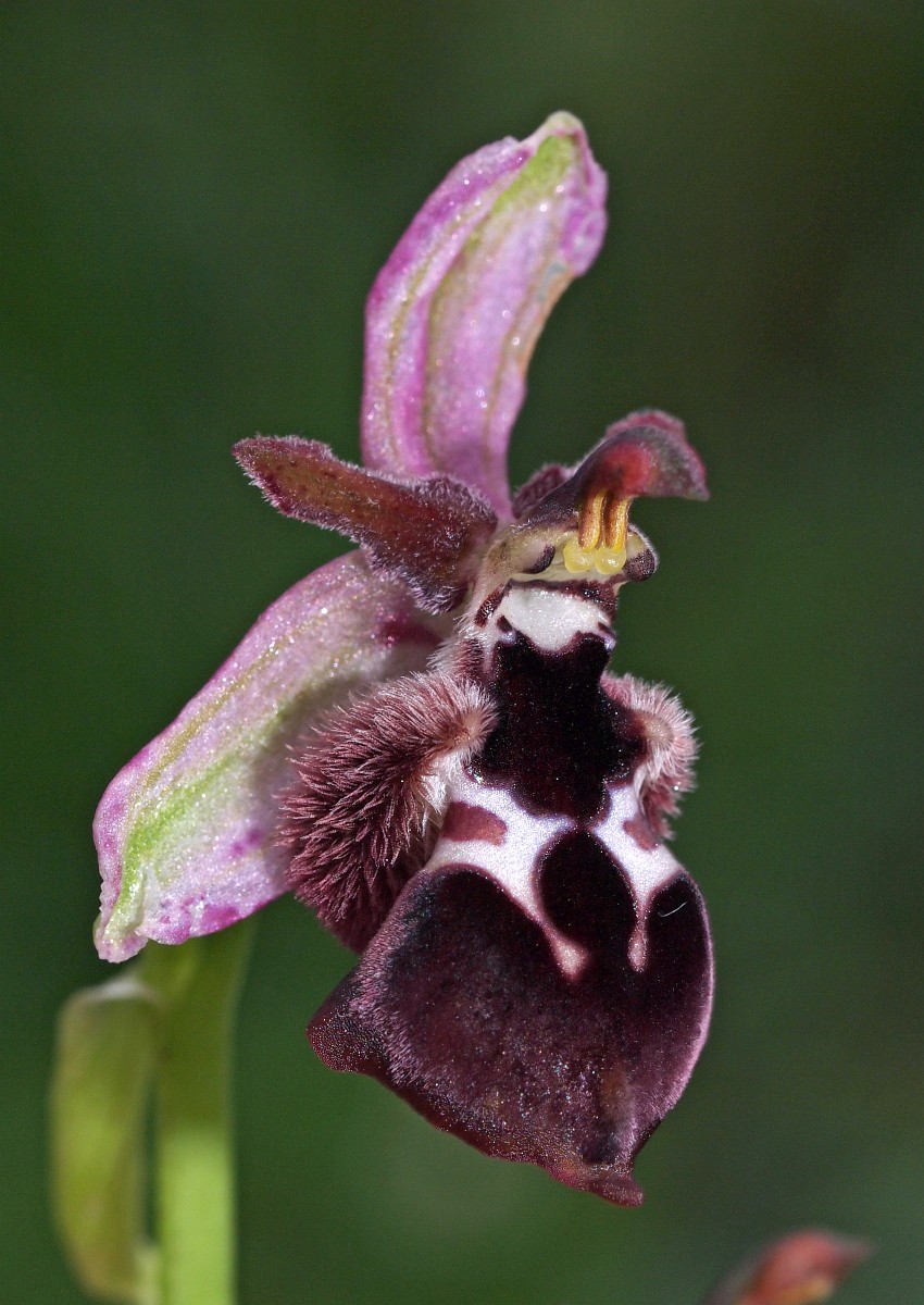 Ophrys reinholdii