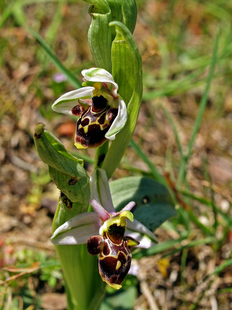 Ophrys scolopax, Woodcock Orchid