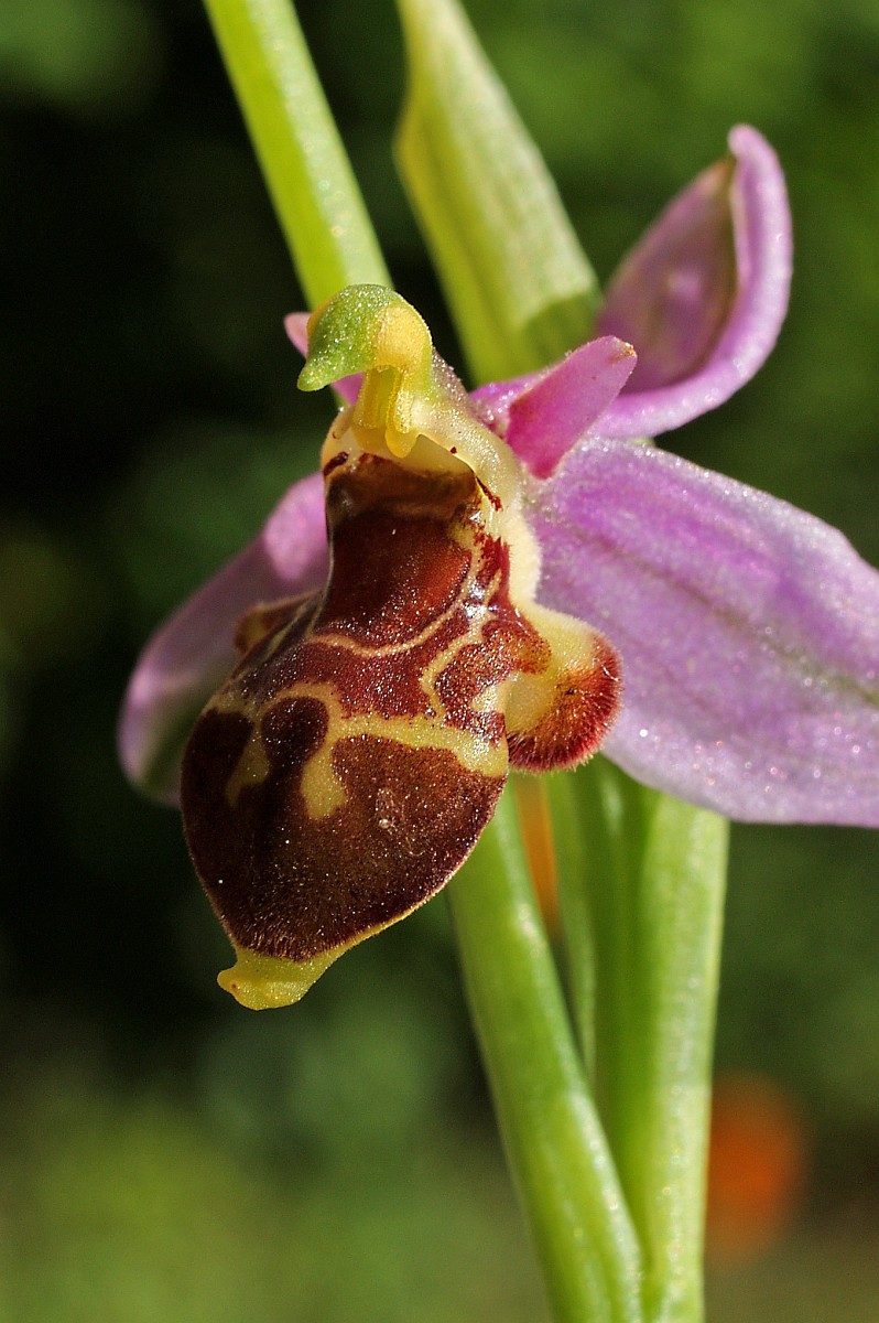 Ophrys scolopax, Woodcock Orchid