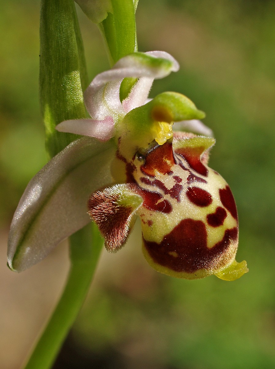 Ophrys scolopax, Woodcock Orchid