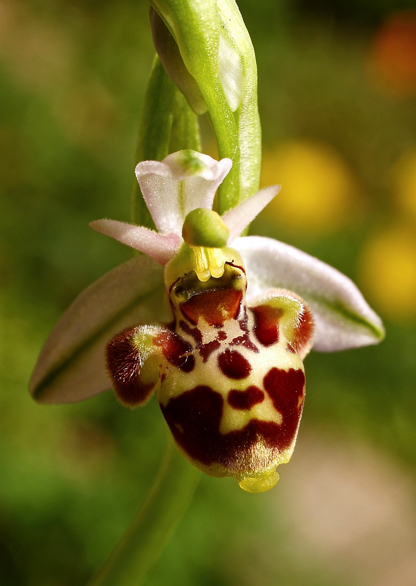 Ophrys scolopax, Woodcock Orchid