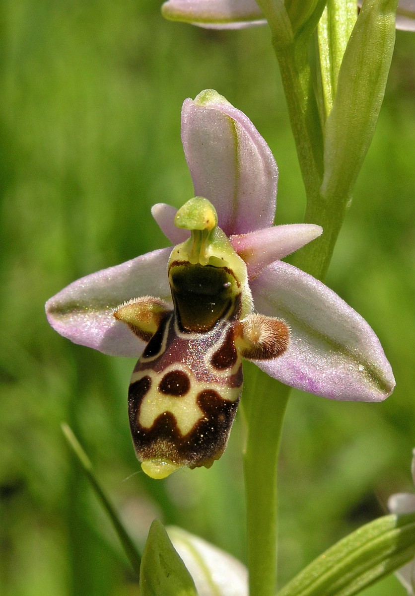 Ophrys scolopax, Woodcock Orchid
